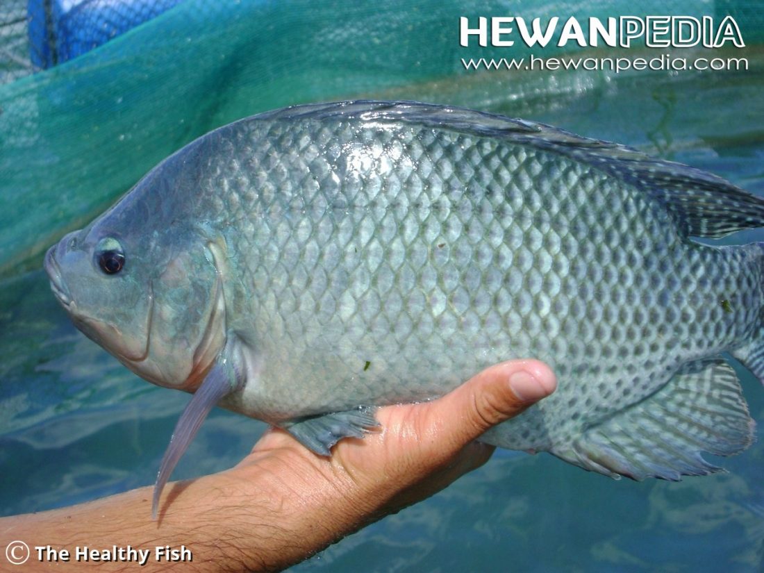 6 Ciri dan Cara Membedakan Ikan Mujair dan Ikan Nila - Hewanpedia