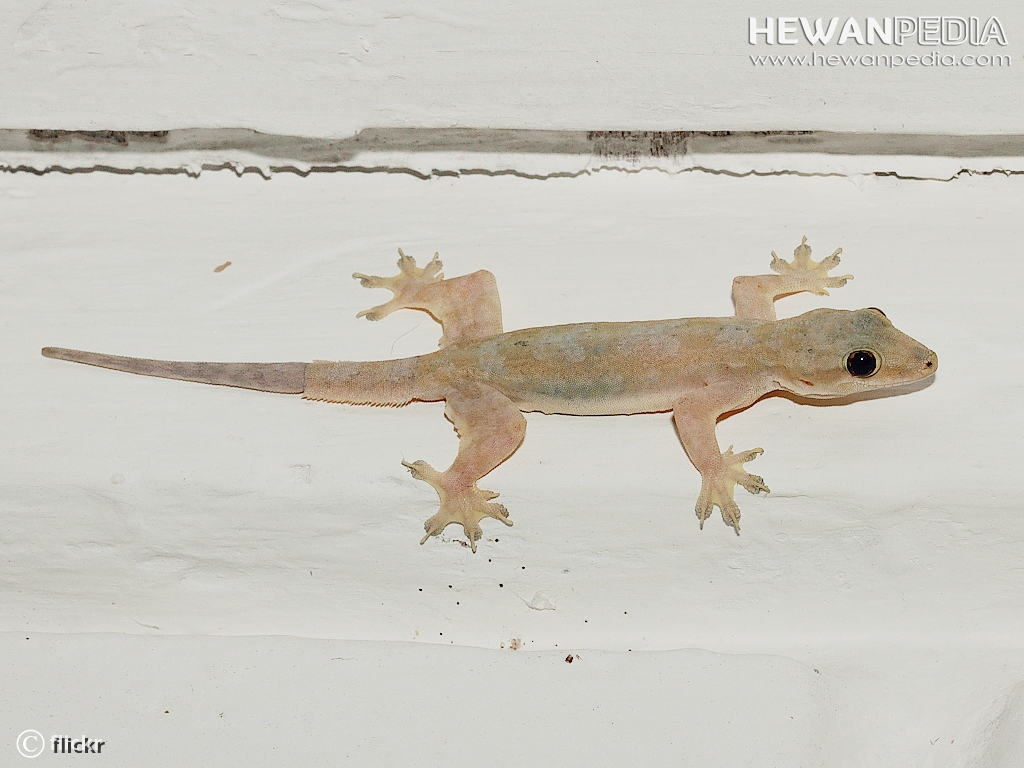 Cicak dan Berbagai Jenis serta Faktanya | Hewanpedia