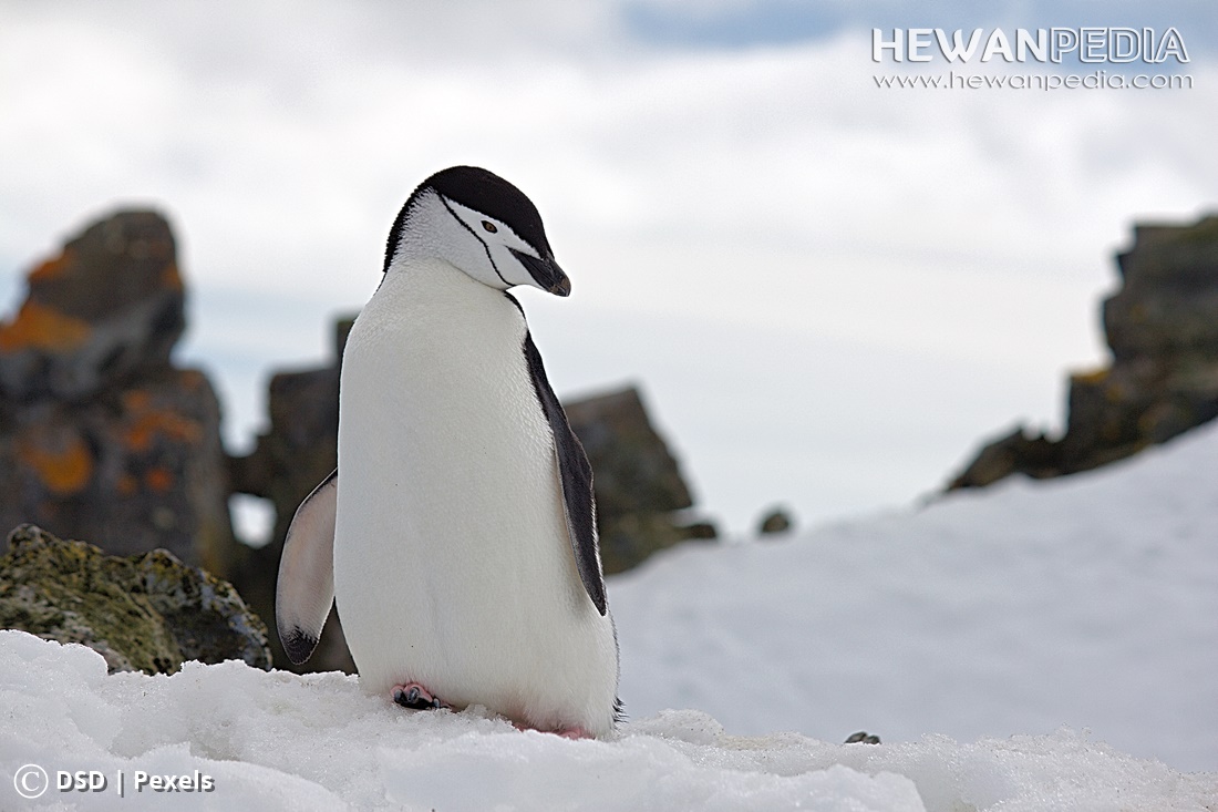 Penjelasan Habitat di Kutub | Hewanpedia