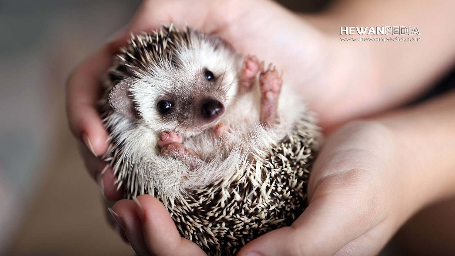 Wajib Baca! Cara Memilih Landak Mini sebelum Membeli di Pasar - Hewanpedia