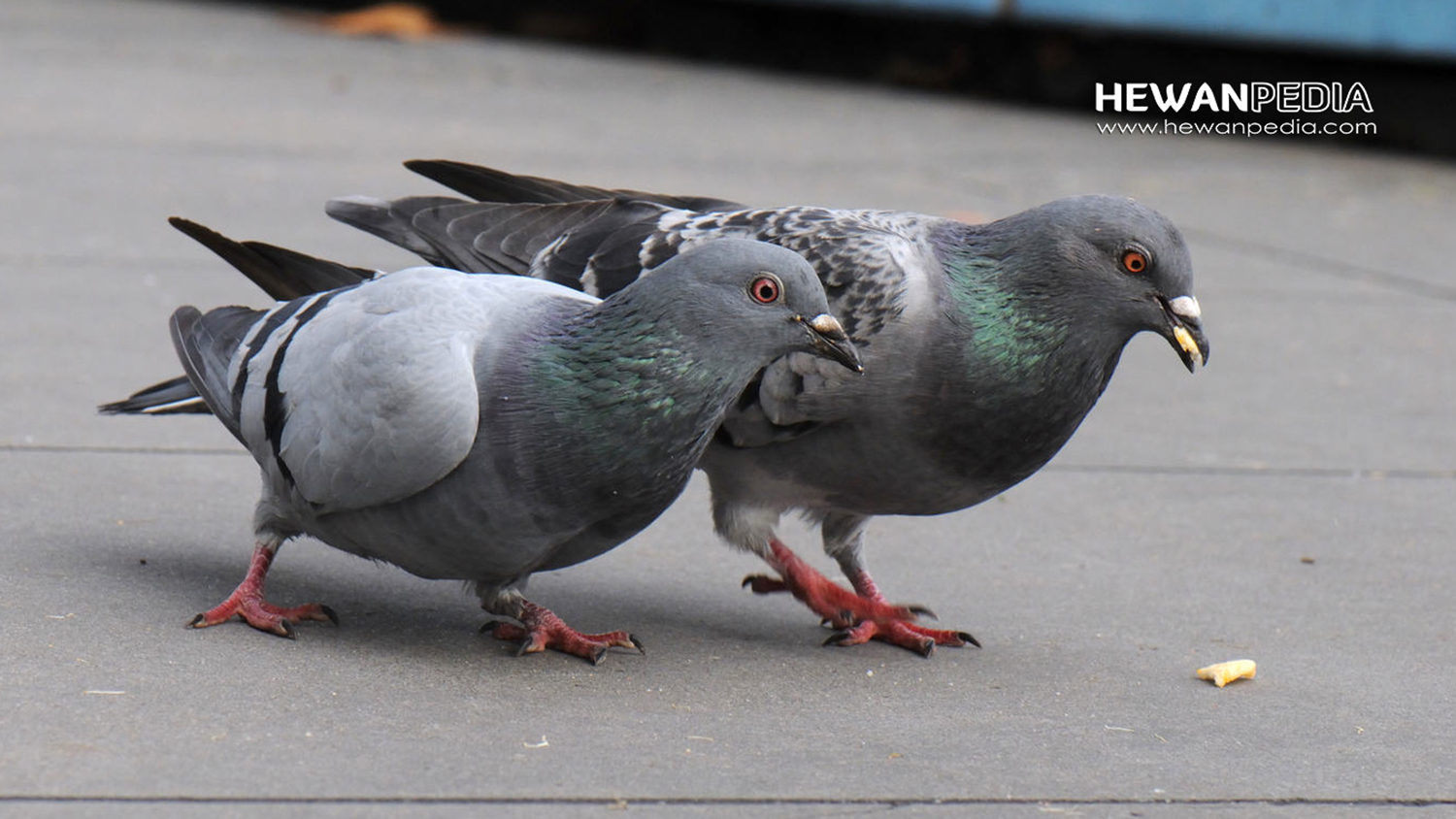 Alasan Mengapa Burung Merpati Suka Makan Kerikil atau Batu Kecil ...