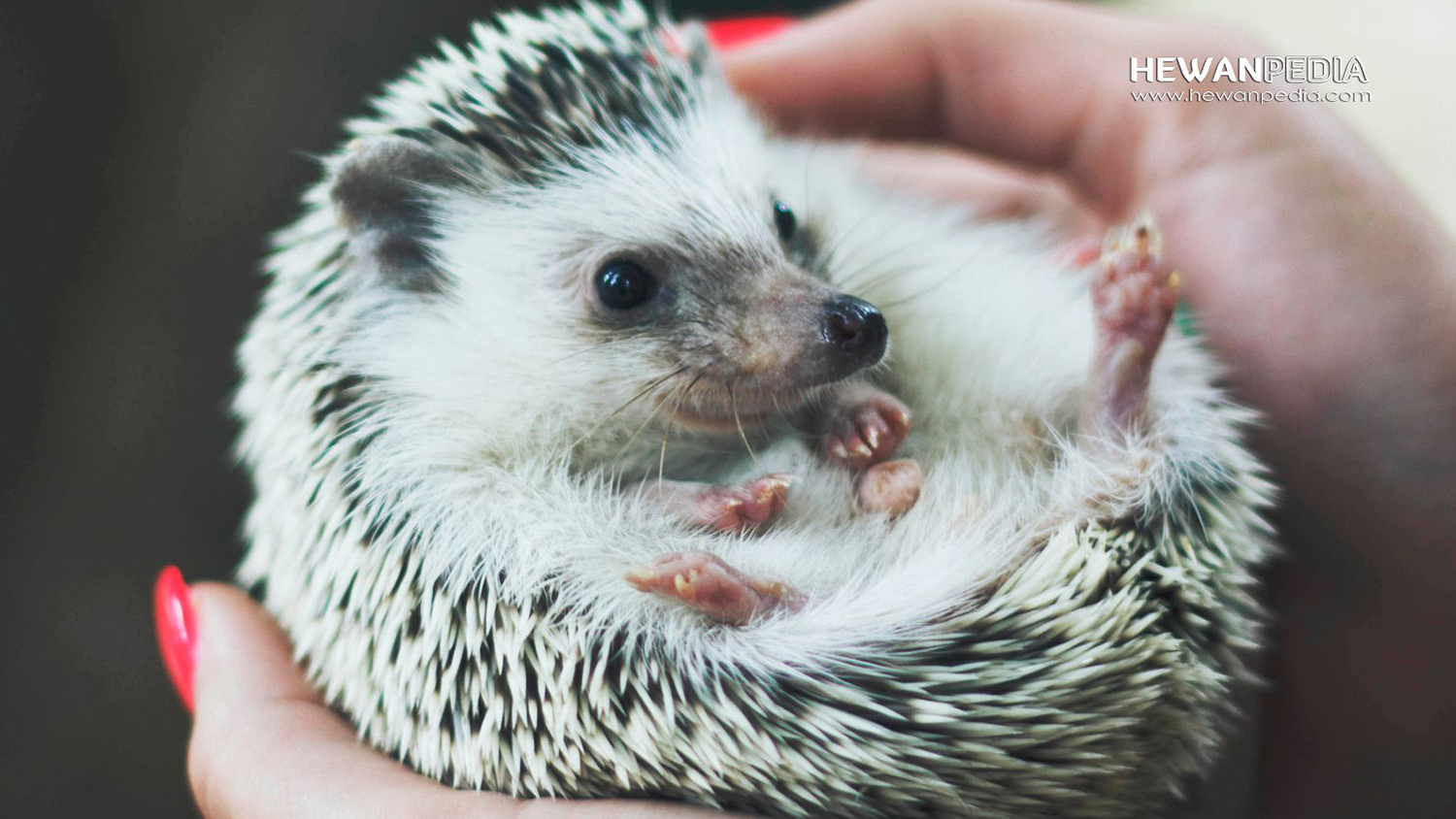 Ingin Pelihara Landak? Perhatikan Hal Berikut - Hewanpedia