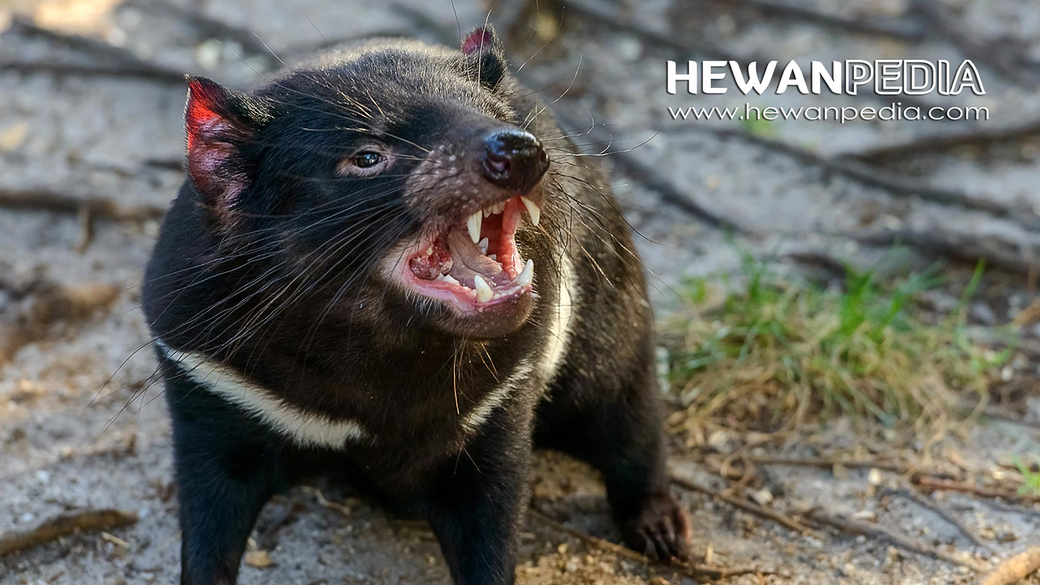 Mengenal Tasmanian Devil, Hewan Langka Asal Australia - Hewanpedia