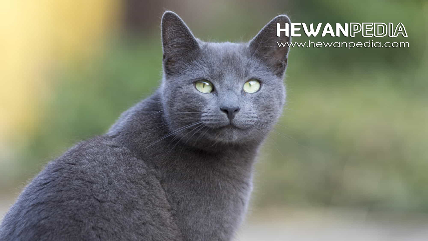 27 Fakta Yang Keliru Tentang Hewan - Hewanpedia