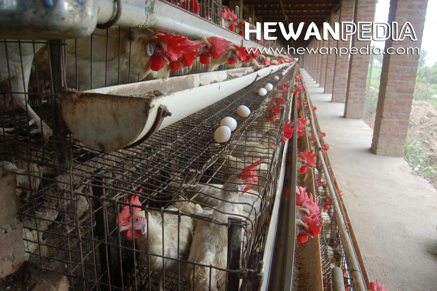 Mengenal Gerakan Cage Free Indonesia - Hewanpedia