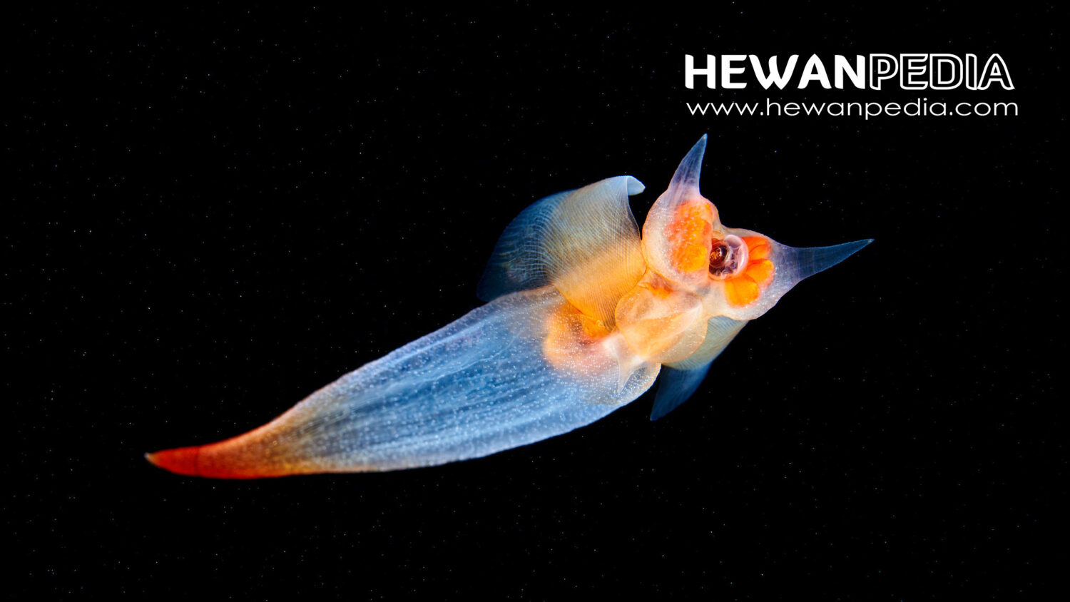 Mengenal Kupu-Kupu Laut, Spesies Indah di Lautan - Hewanpedia