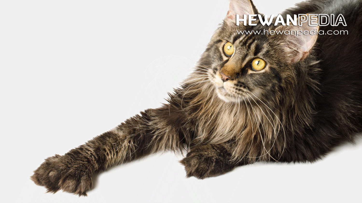 Kucingmu punya Jempol? Berikut 5 FaktaTentang Kucing Polydactyl ...
