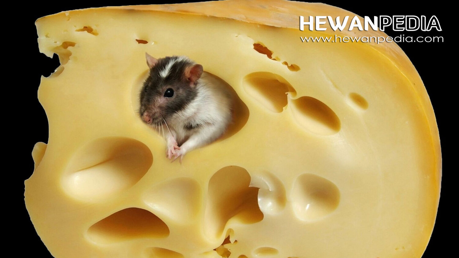 Mitos Atau Fakta Tikus Suka Makan Keju? - Hewanpedia